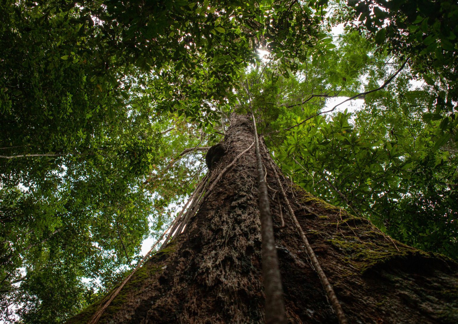 The Vital Role of Forest Conservation in Achieving Sustainability - Ecobal