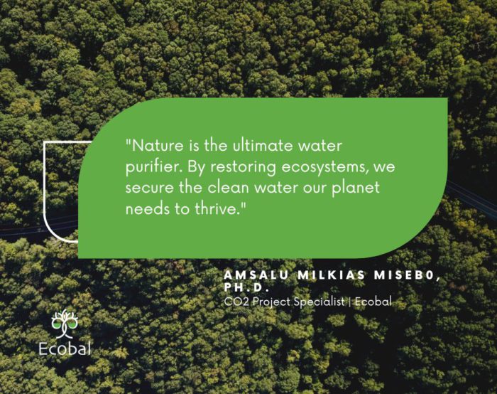 The Water Cycle and Nature: How Natural Ecosystems Purify and ...